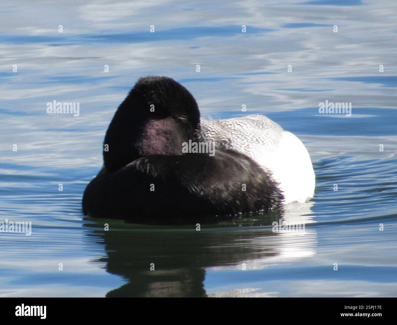 Lesser Scaup (Aythya affinis), Aves, College of the Ozarks, Hollister ...