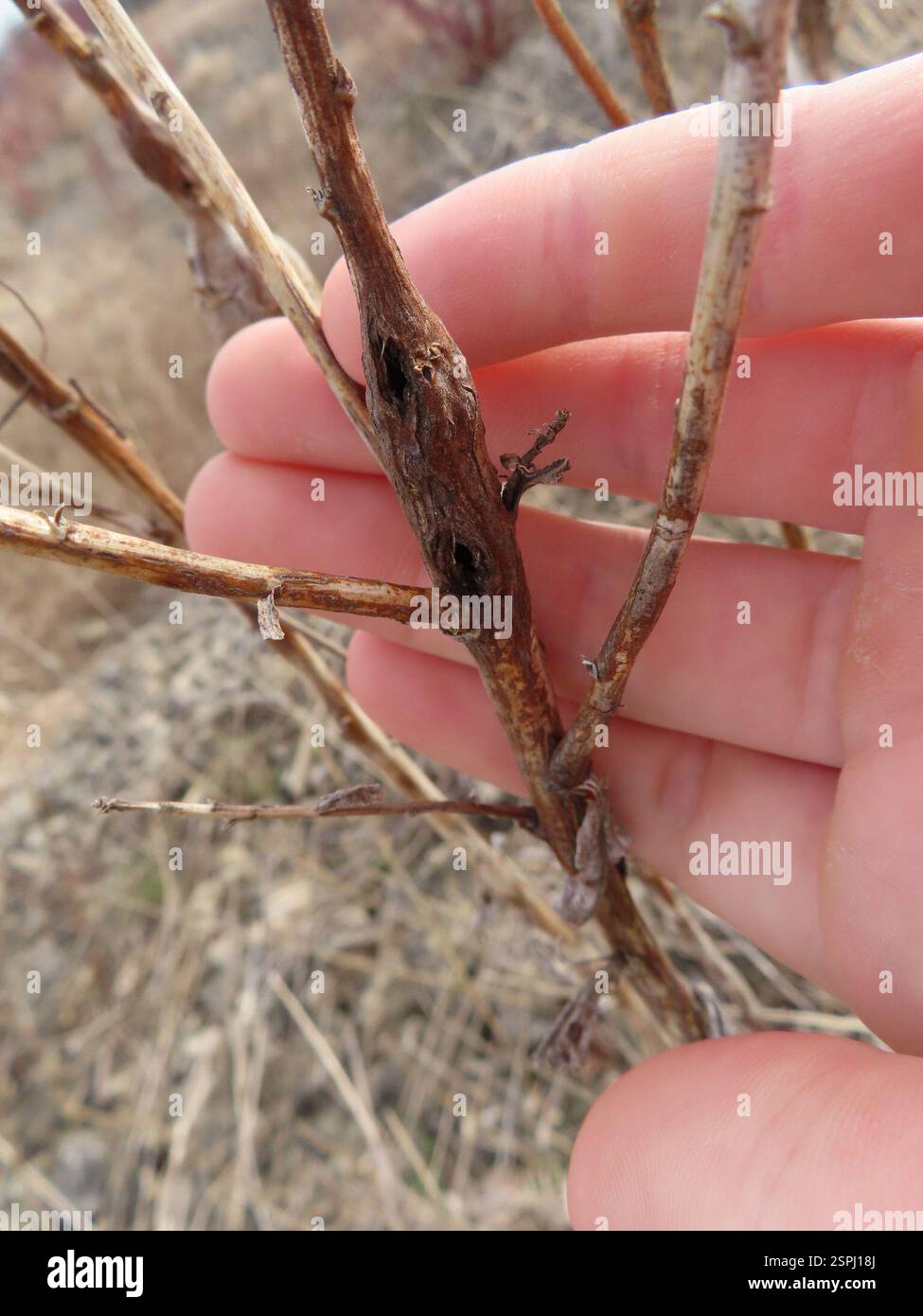 Goldenrod Gall Moth (Epiblema scudderiana), Insecta, Dodge County, WI ...