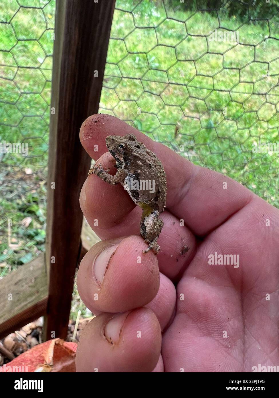 Cricket Frogs (Acris), Amphibia, Old Murphy Rd, Zebulon, NC, US, In ...