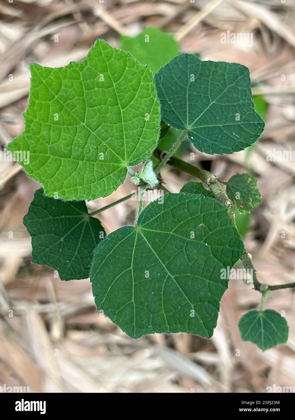 Caesar weed (Urena lobata), Plantae, Taipei, TW-TP, TW Stock Photo - Alamy