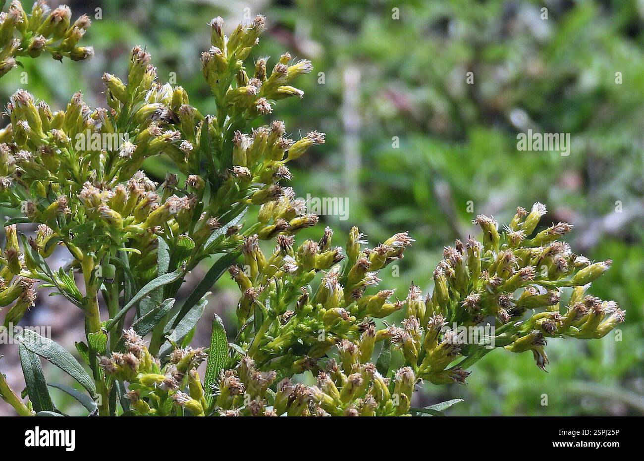 Anise Goldenrod (Solidago chilensis), Plantae, La Costa, Provincia de ...