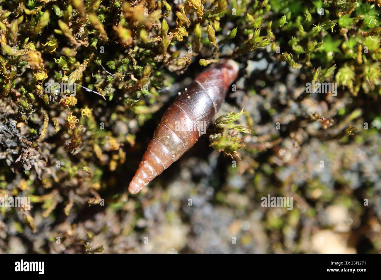 Plaited Door-snail (Cochlodina laminata), Mollusca, Hamm Luxembourg ...