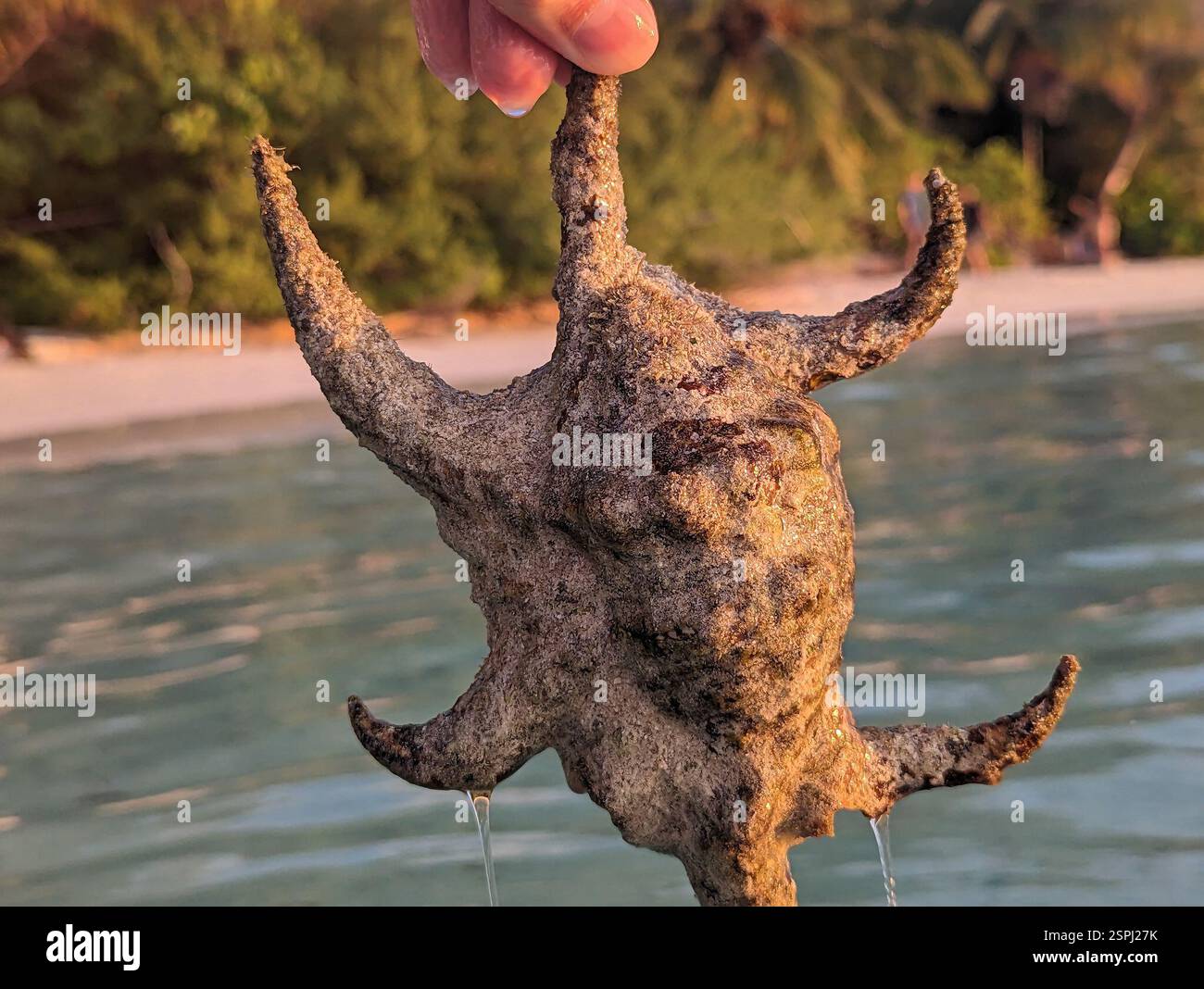 Chiragra Conch (Harpago chiragra), Mollusca, Maldives Stock Photo - Alamy
