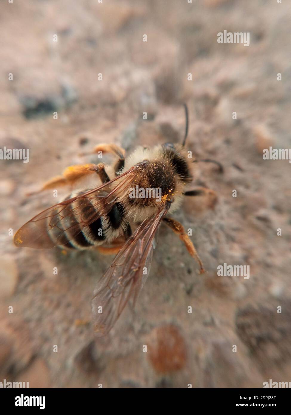 Mining Bees (Andrena), Insecta, La Frette Stock Photo - Alamy