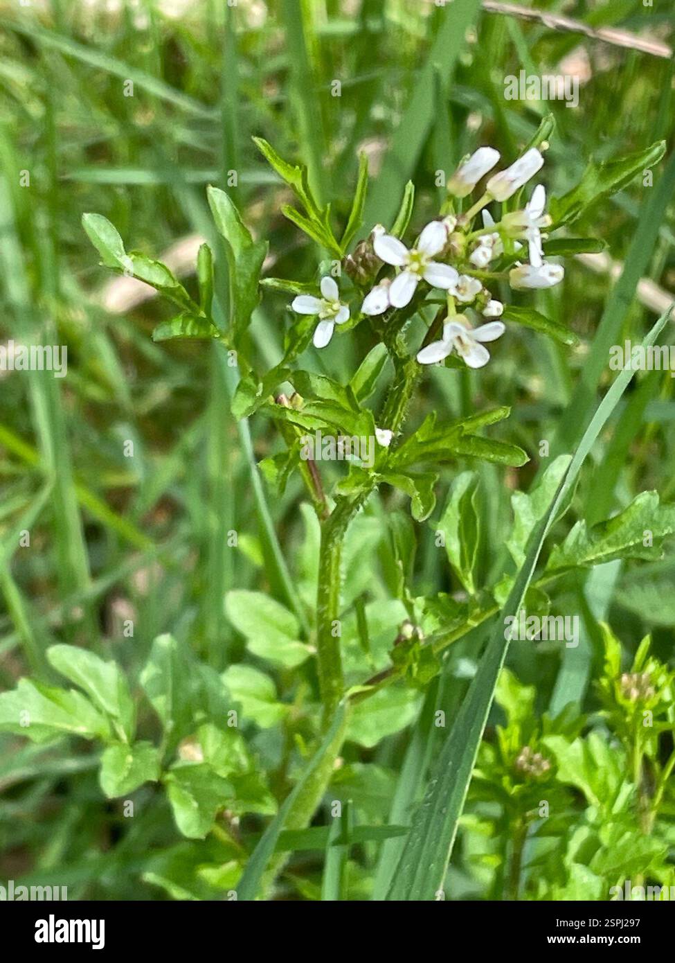 wavy bittercress (Cardamine flexuosa), Plantae, Outer Area, Baarn ...