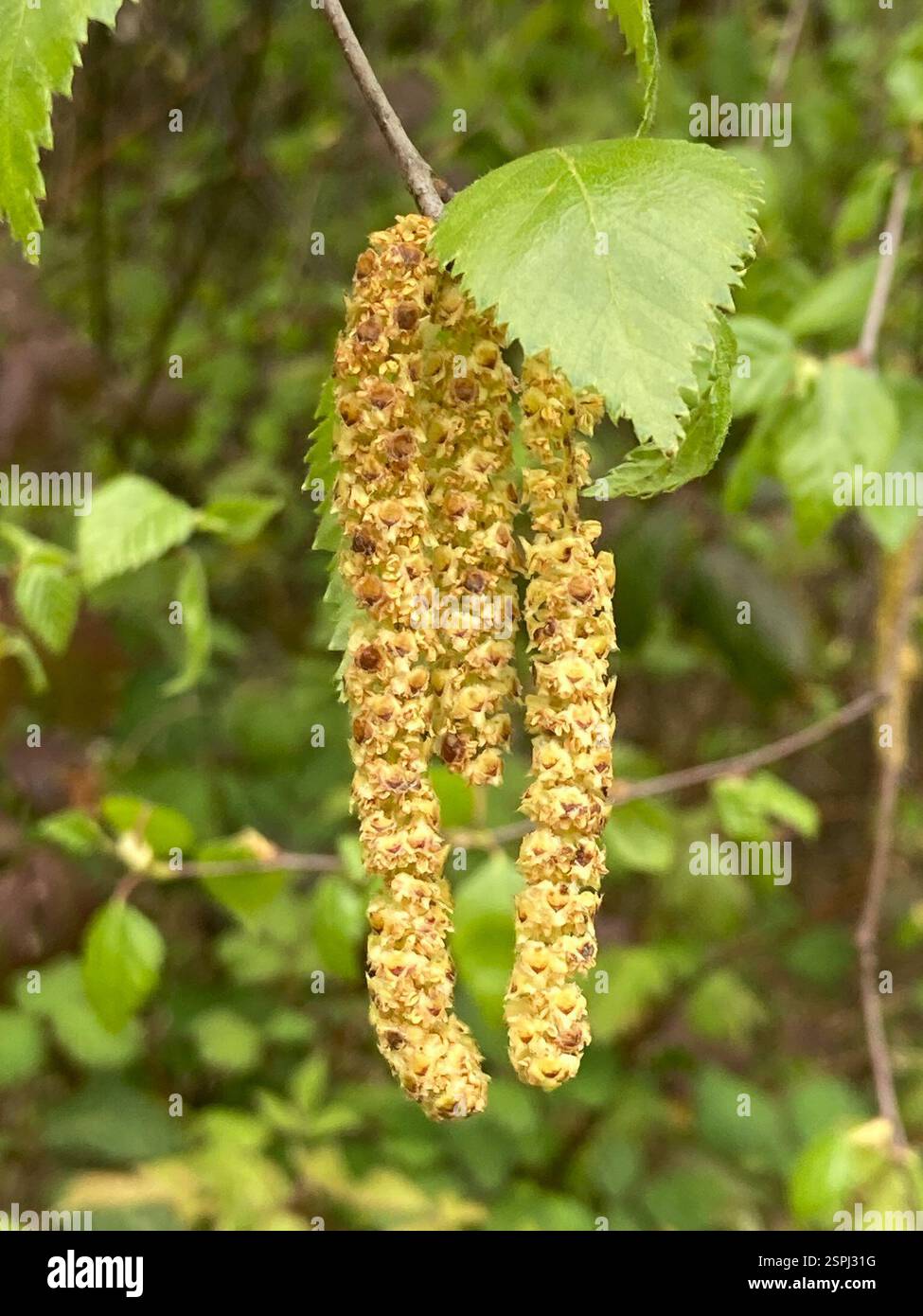 silver birch (Betula pendula), Plantae, Pocket Park, Broadstone ...