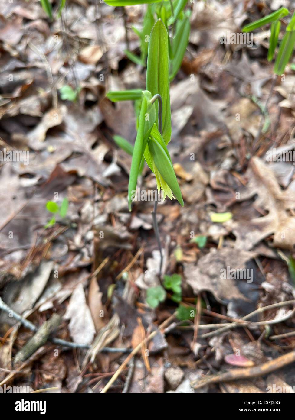 perfoliate bellwort (Uvularia perfoliata), Plantae, Rainbow Lake ...