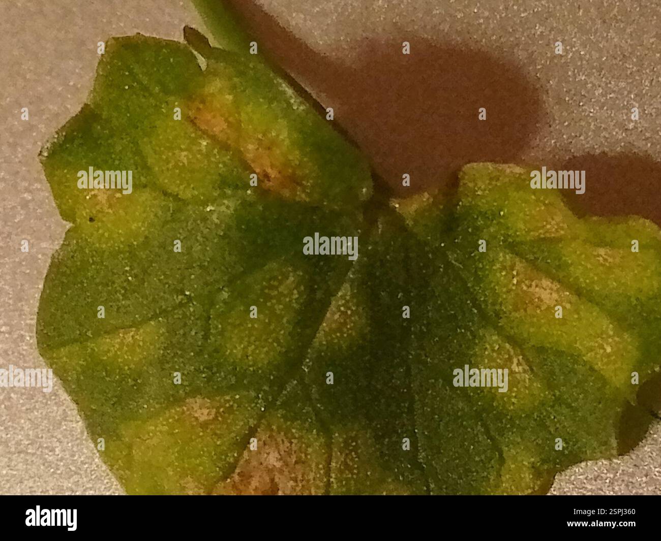 (Entyloma ficariae), Fungi, EH14, UK Stock Photo - Alamy