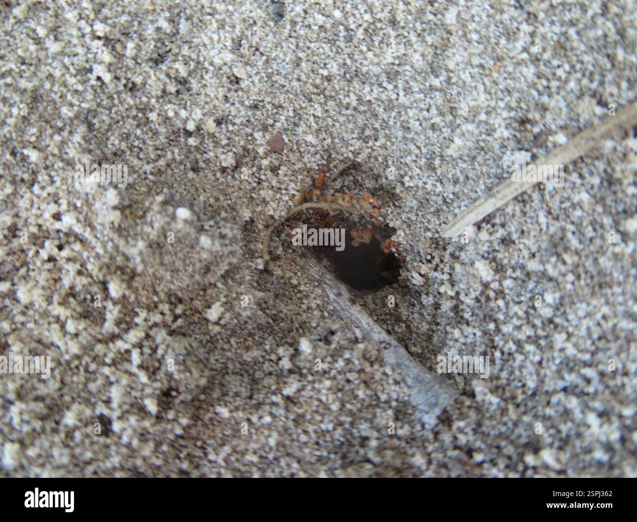 Buren's Pyramid Ant (Dorymyrmex bureni), Insecta, Windsor Forest ...