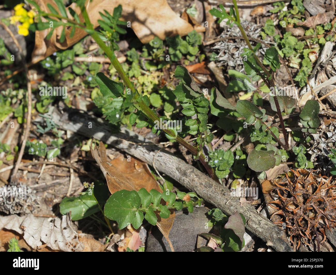 land cress (Barbarea verna), Plantae, Fairfax County, VA, USA Stock ...