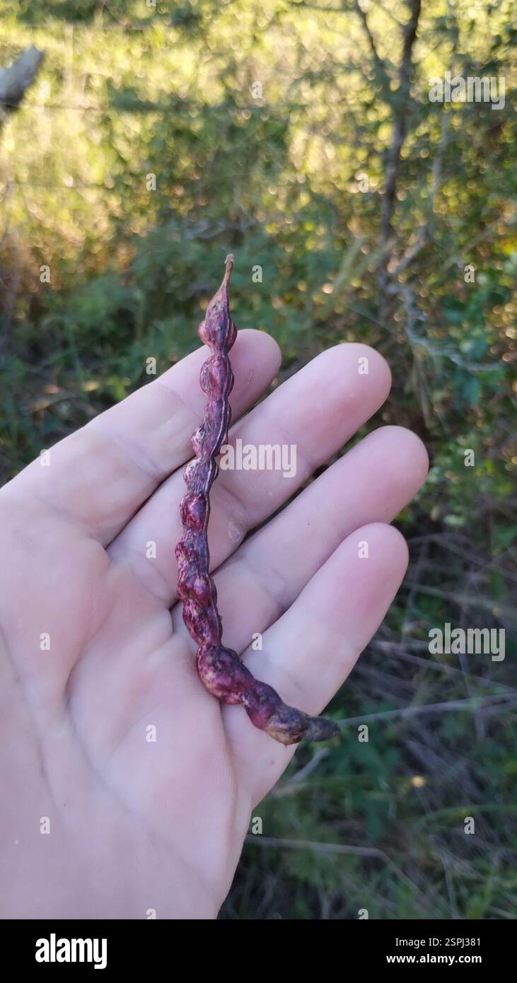 (Neltuma affinis), Plantae, Federación, Entre Ríos, Argentina Stock ...