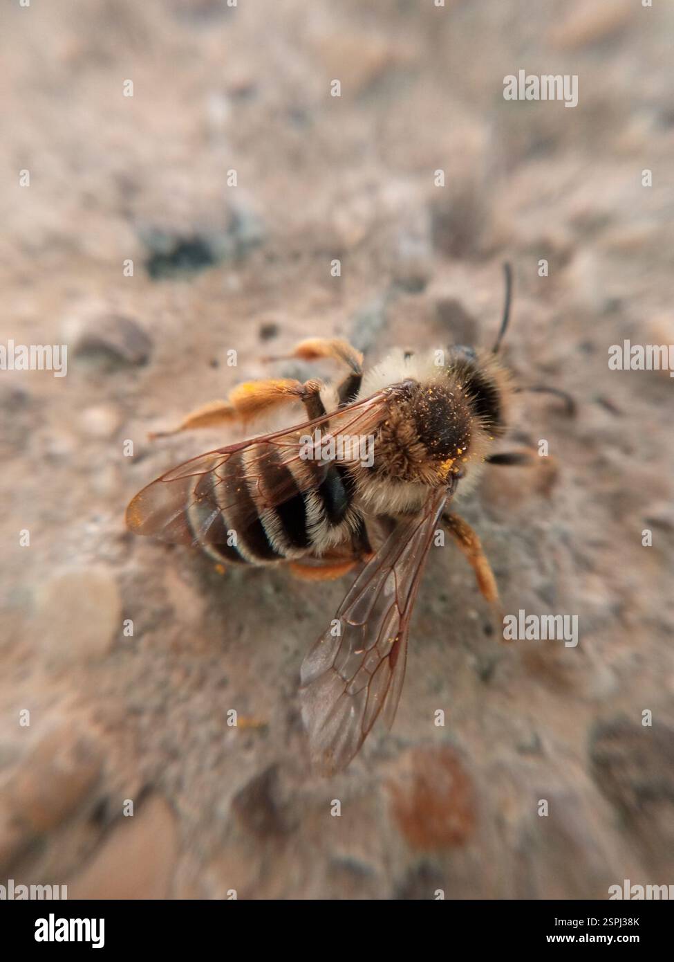 Mining Bees (Andrena), Insecta, La Frette Stock Photo - Alamy