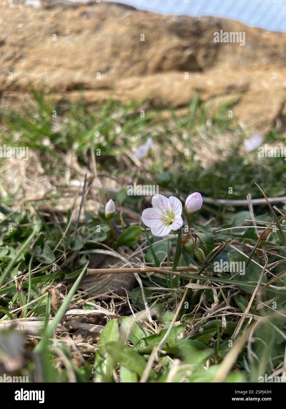 Carolina Springbeauty (Claytonia caroliniana), Plantae, Lighthouse Rd ...