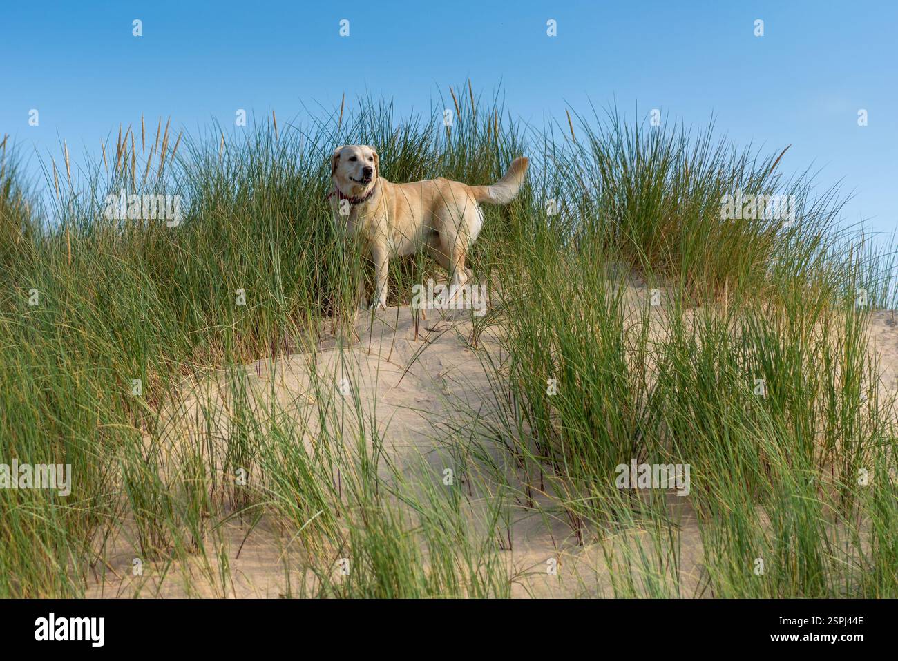 Yellow labrador plays in sand dunes covered in Marram grass Stock Photo ...
