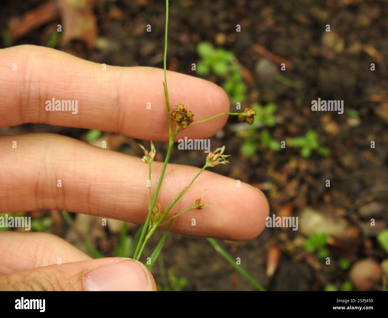 Hedgehog Woodrush (Luzula echinata), Plantae, The Heights, Cincinnati ...