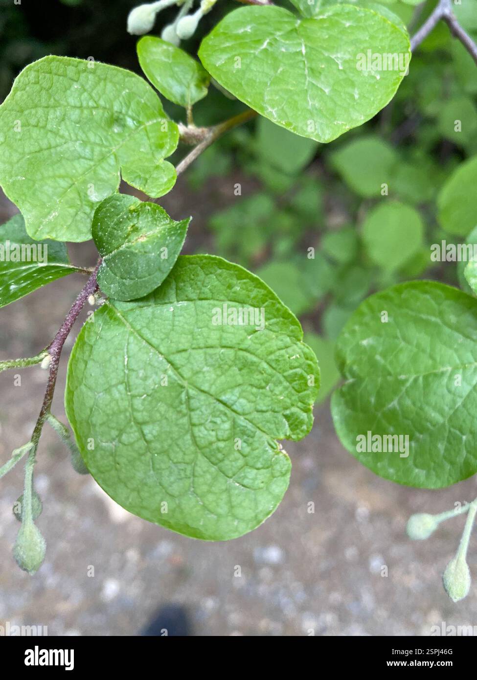 Snowdrop Bush (Styrax officinalis), Plantae, Crete, Moussouri, Crete ...