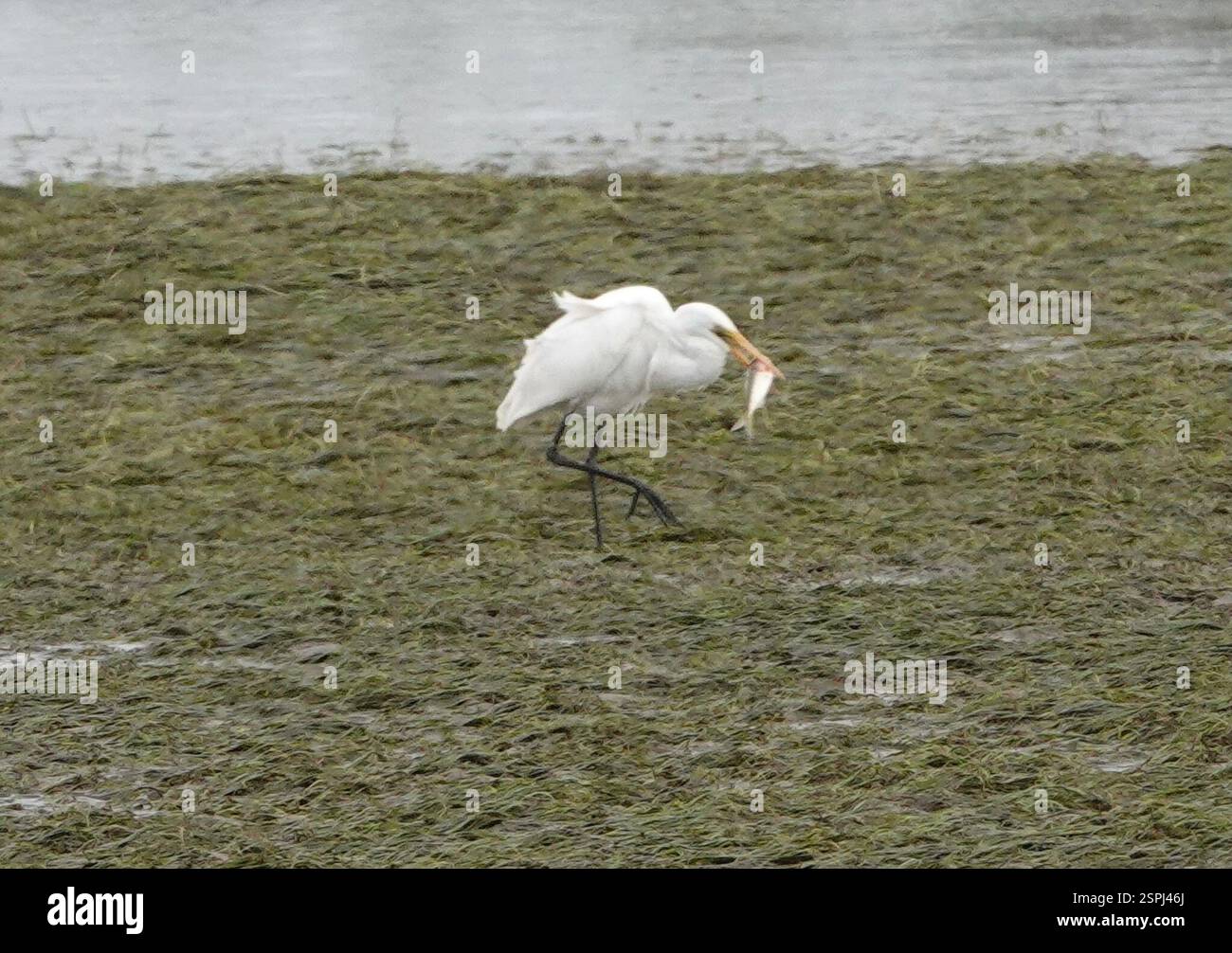 Eastern Great Egret (Ardea alba modesta), Aves, Western Port, Warneet ...