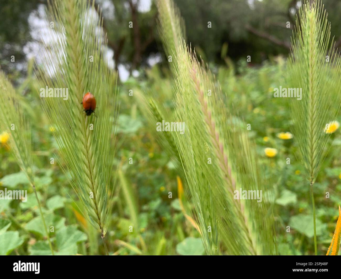 Oblong Lady Beetles (Hippodamia), Insecta, Feliz Dr, Oak View, CA, US ...