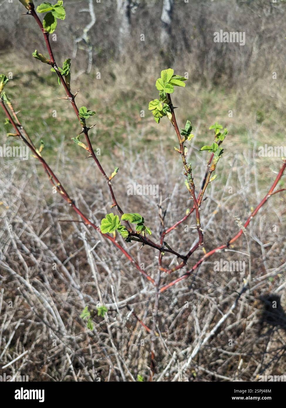 Nootka rose (Rosa nutkana), Plantae, Oak Bay, BC, Canada Stock Photo ...
