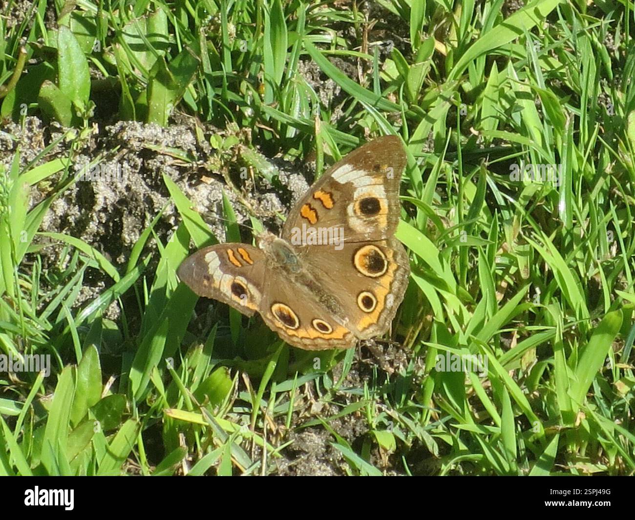 Common Buckeye (Junonia coenia), Insecta, Savannah, GA, USA Stock Photo ...