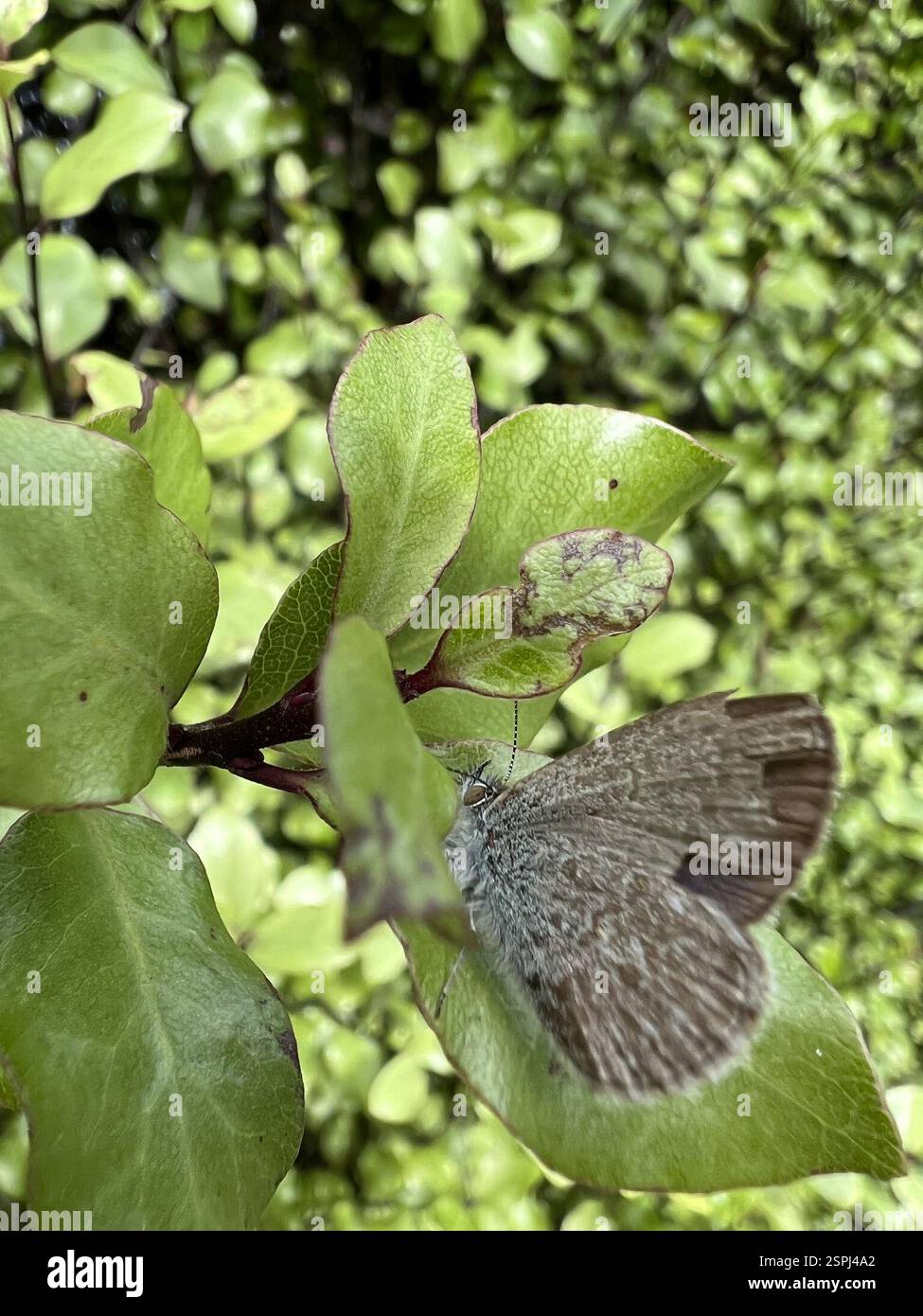 Common Grass-blue (Zizina otis labradus), Insecta, Te Ika-a-Māui/North ...