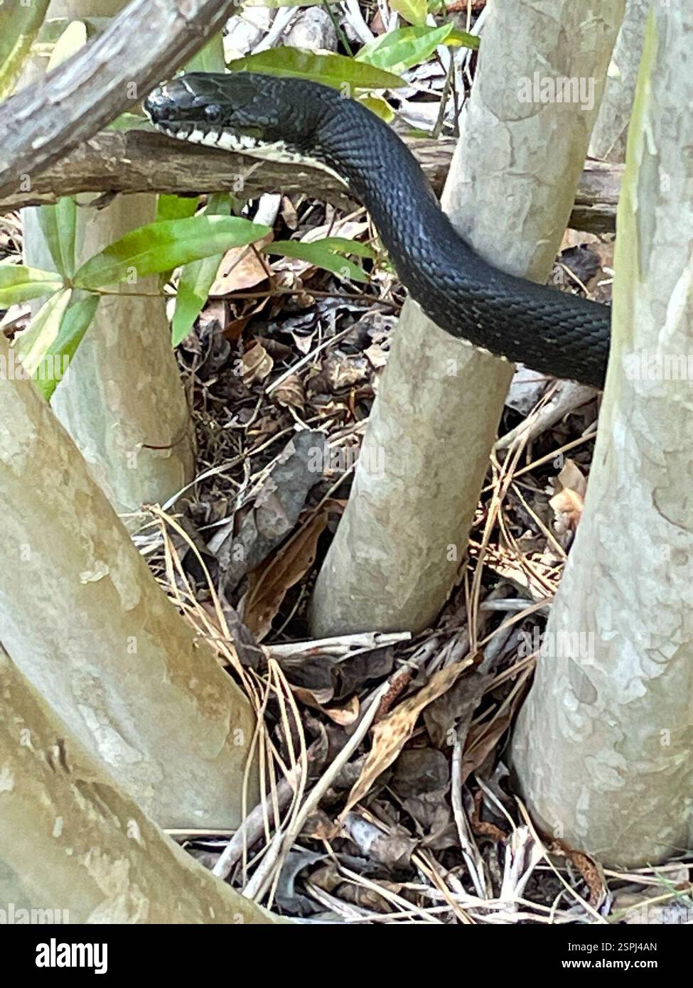 Eastern/Gray Ratsnake Complex (Pantherophis alleghaniensis), Reptilia ...