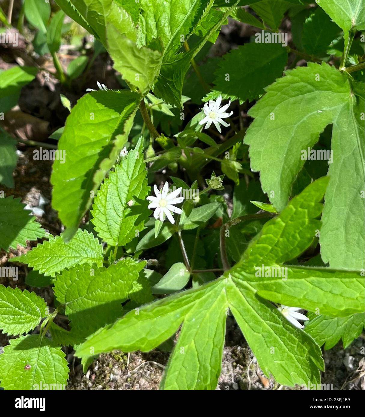 star chickweed (Stellaria pubera), Plantae, Connellsville, PA, US Stock ...