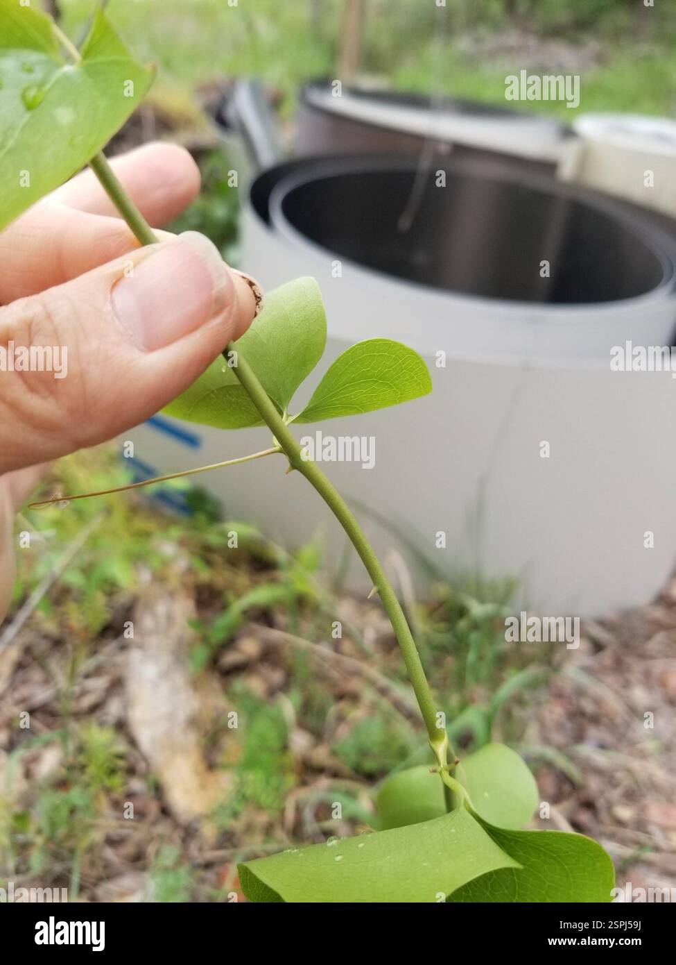 saw greenbrier (Smilax bona-nox), Plantae, 78228, Not fuzzy. Very young ...