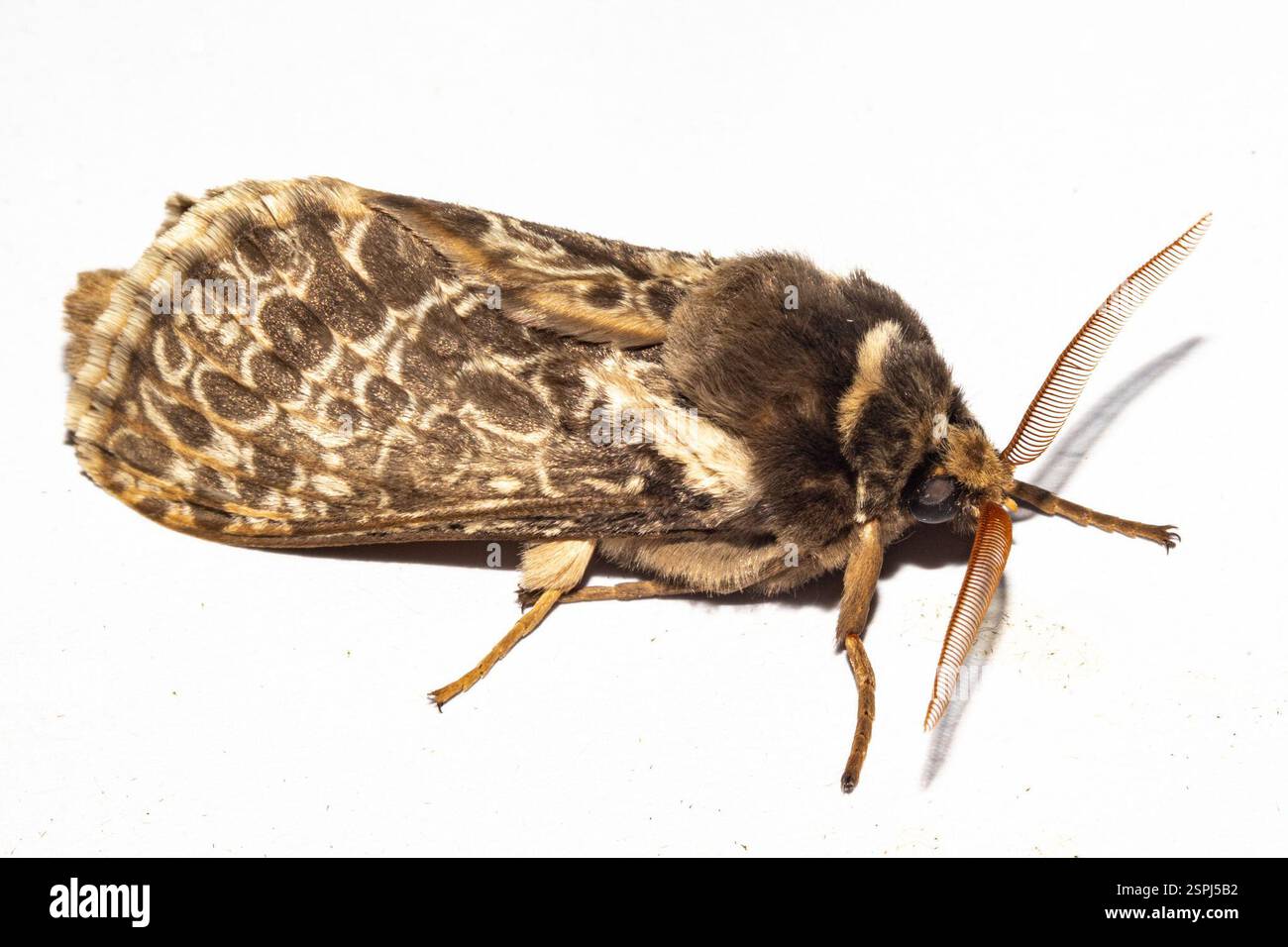 Otago Ghost Moth (Aoraia rufivena), Insecta, Naseby, New Zealand, Half ...