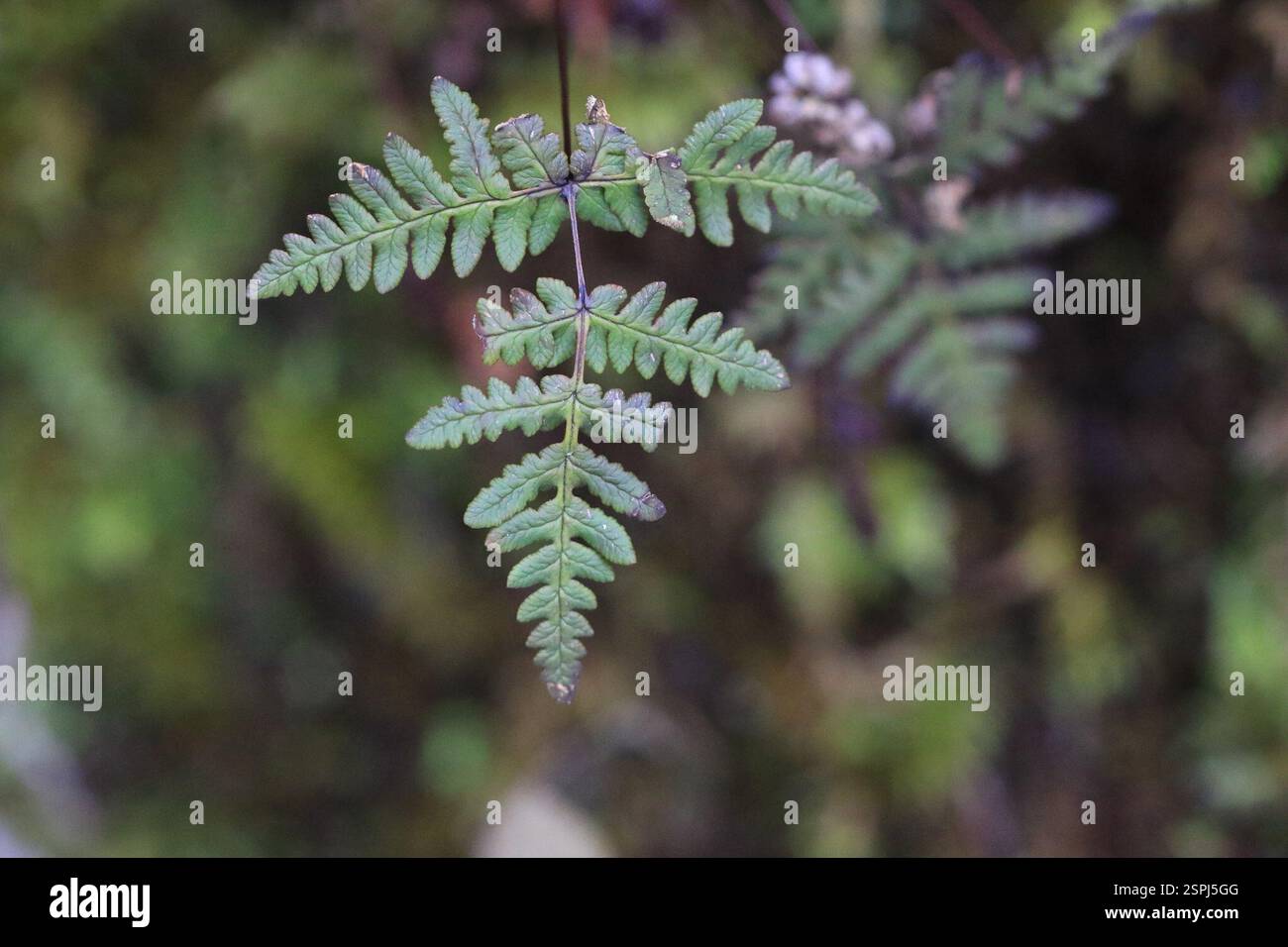 goldback fern (Pentagramma triangularis), Plantae, Josephine County, OR ...