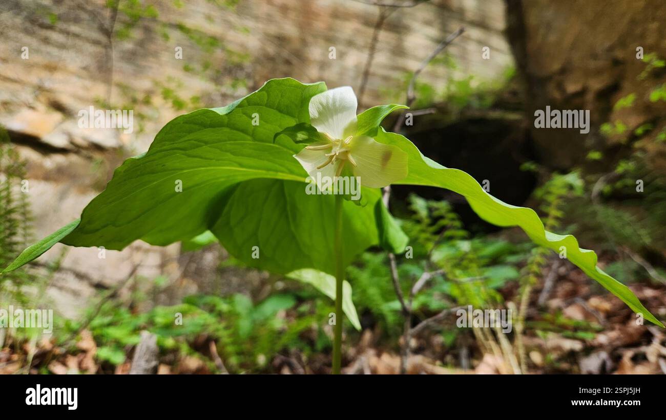drooping trillium (Trillium flexipes), Plantae, Perry County Stock ...
