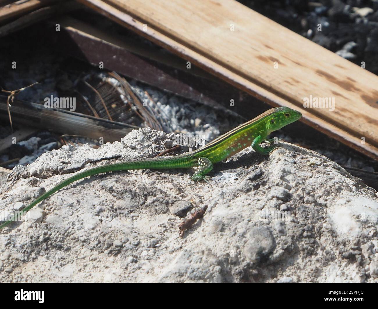 Rainbow Whiptail (Cnemidophorus lemniscatus), Reptilia, Noord ...
