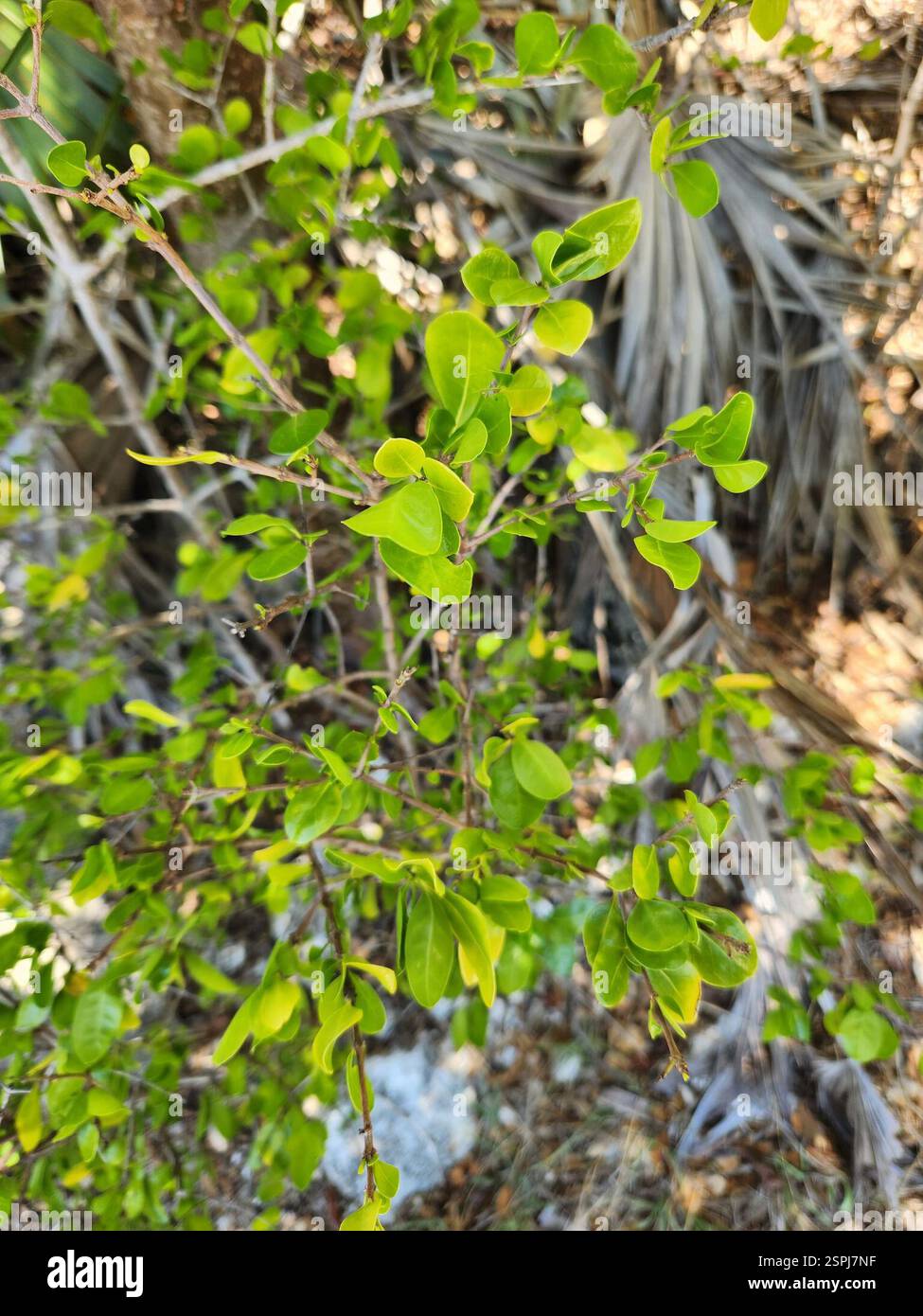White Indigoberry (Randia aculeata), Plantae, Cayman Brac, KY Stock ...