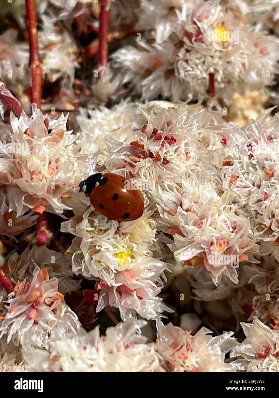 Seven-spotted Lady Beetle (Coccinella septempunctata), Insecta, Ilha da ...