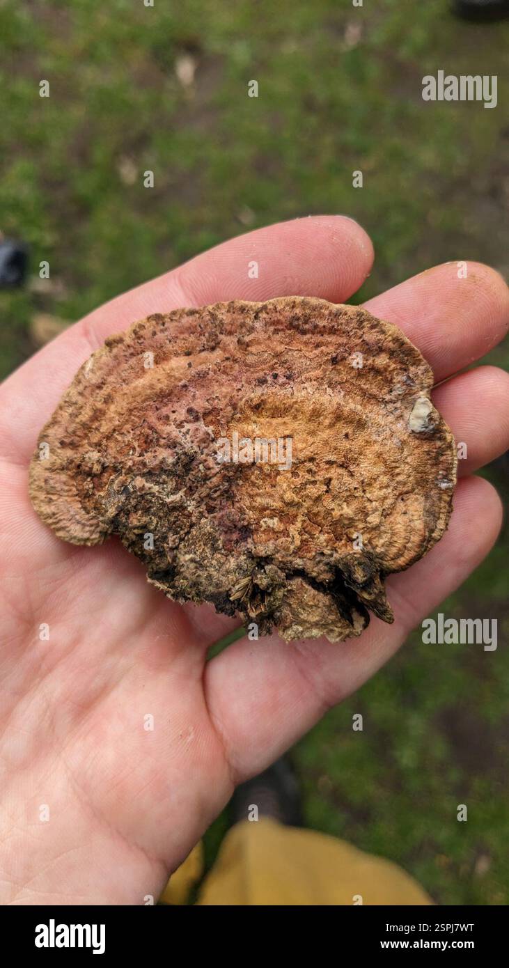 Oak mazegill (Fomitopsis quercina), Fungi, The Gables, London NW3 1AY ...