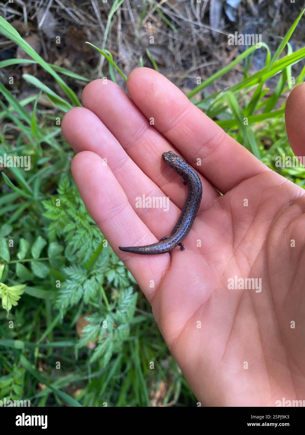 California Slender Salamander (Batrachoseps attenuatus), Amphibia ...