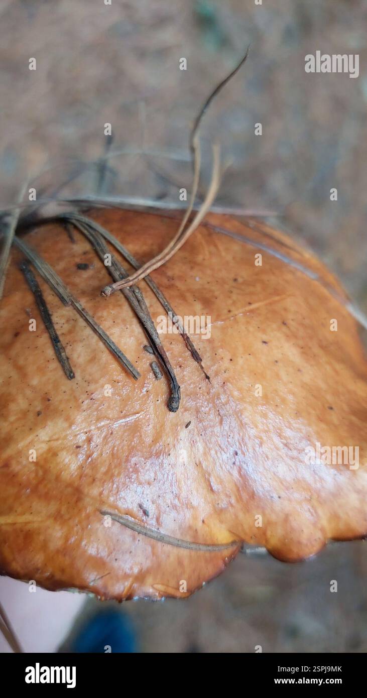 Dotted-stalked Suillus (Suillus granulatus), Fungi, Taieri Mouth, New ...