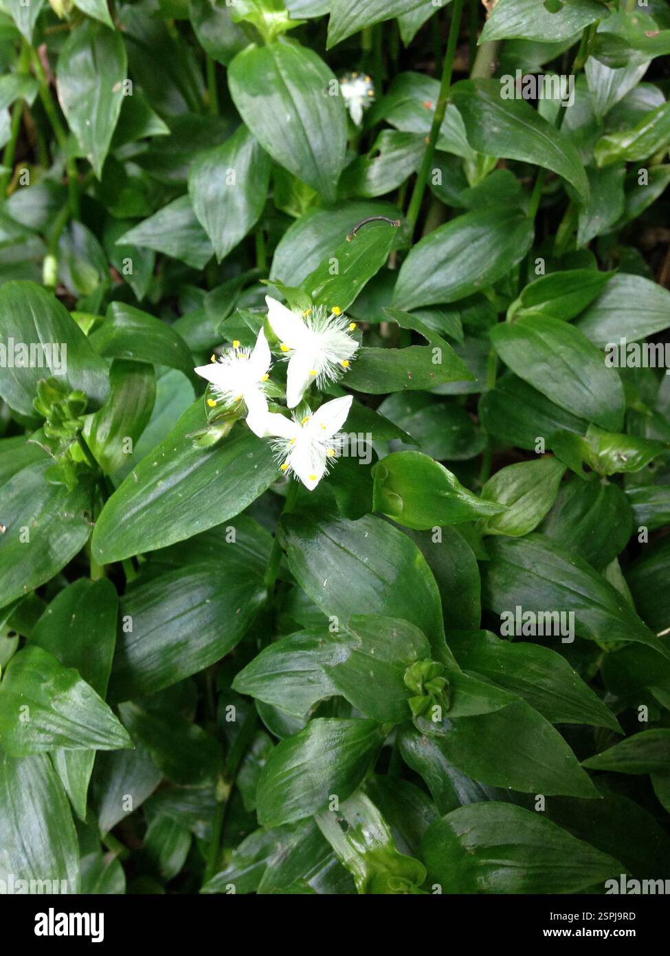 small-leaf spiderwort (Tradescantia fluminensis), Plantae, Kamakura ...