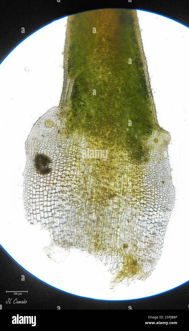 Common Aloe-moss (Aloina aloides), Plantae, Province of Ourense, Spain ...