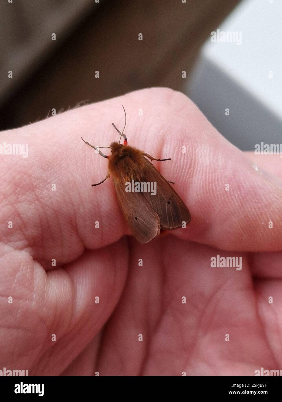 Ruby Tiger Moth (Phragmatobia fuliginosa), Insecta, Oxgangs Green ...