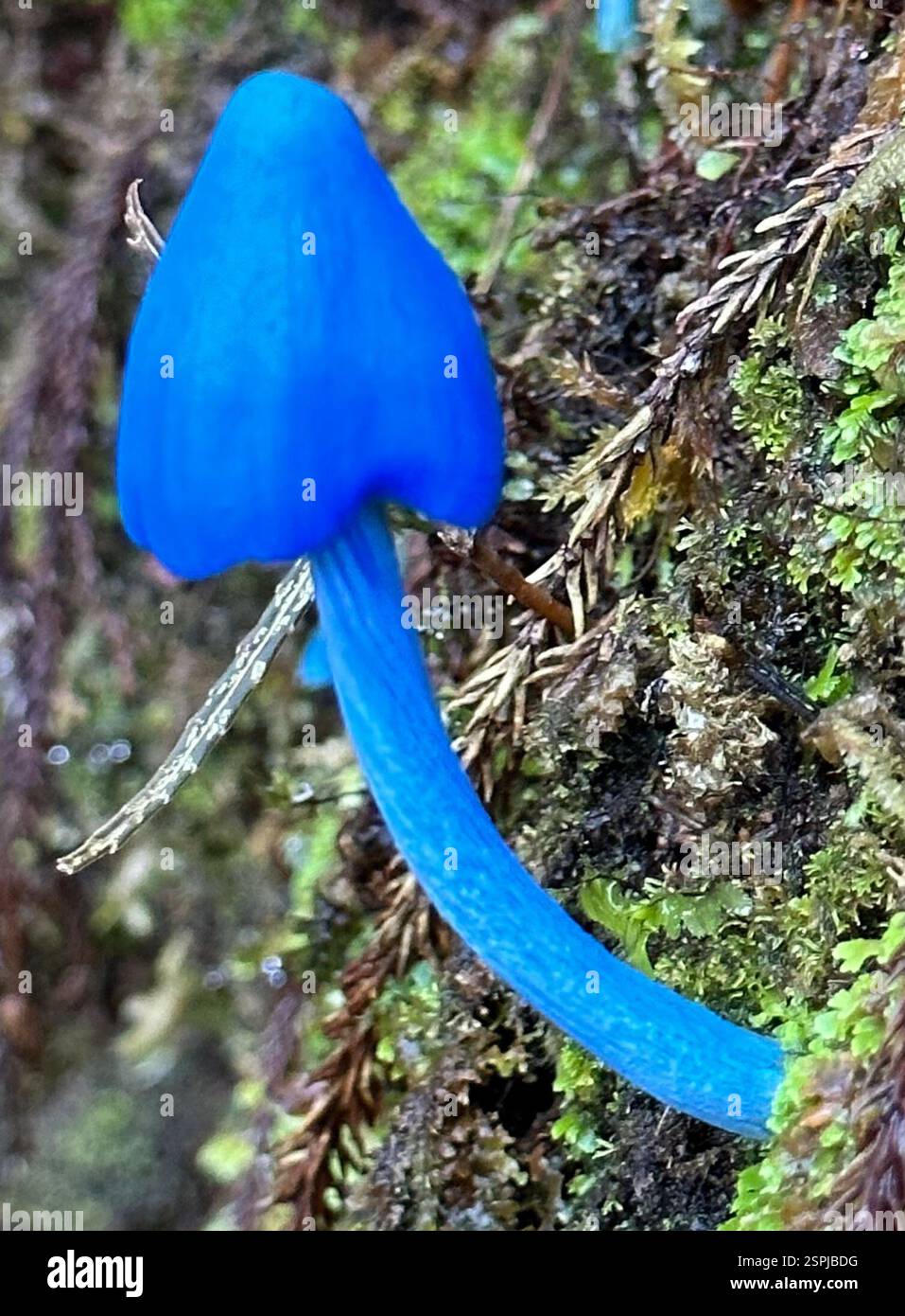 blue pinkgill (Entoloma hochstetteri), Fungi, Westland Tai Poutini ...