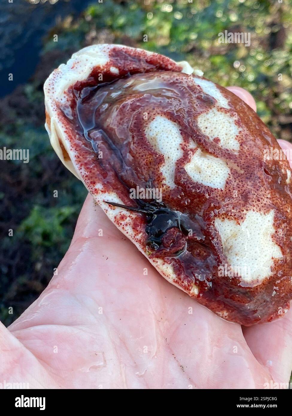 Gumboot Chiton (Cryptochiton stelleri), Mollusca, Salish Sea, Campbell ...