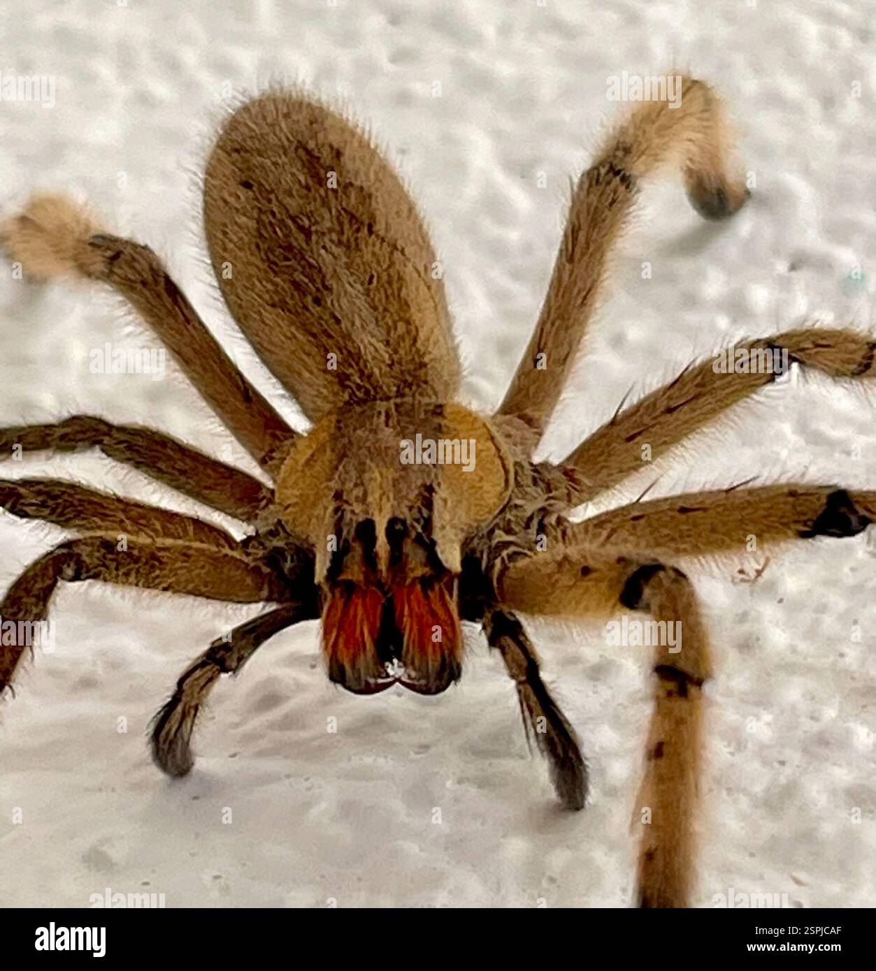 Spot-legged Bromeliad Spider (Cupiennius getazi), Arachnida, Anton's ...