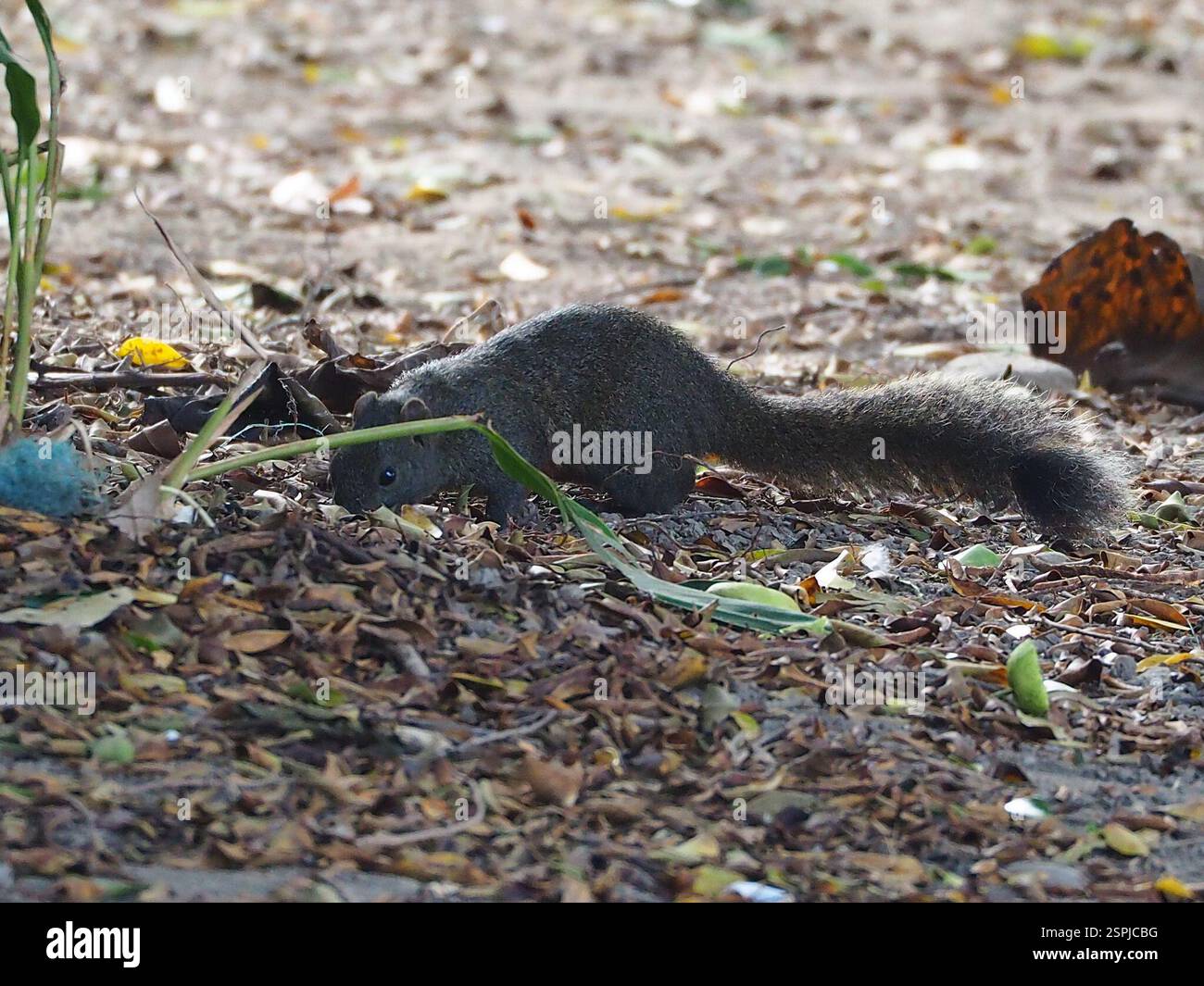 Taiwan Squirrel (Callosciurus erythraeus thaiwanensis), Mammalia, 台灣台中市 ...