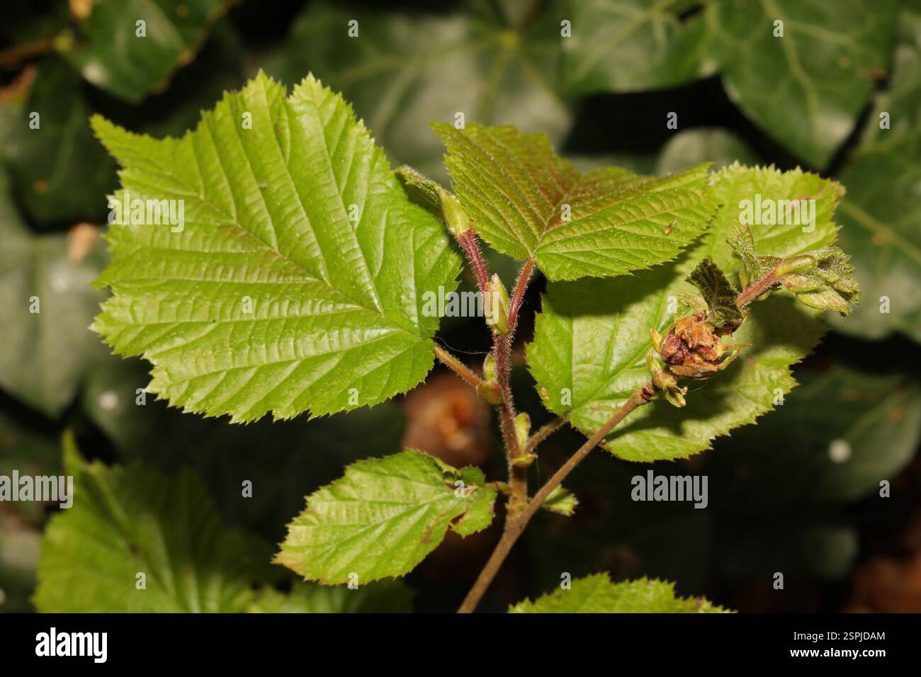 common hazel (Corylus avellana), Plantae, Childwall Woods and Fields ...