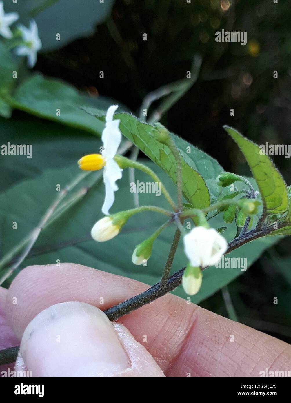 black nightshade (Solanum nigrum), Plantae, Moera, Lower Hutt 5010, New ...
