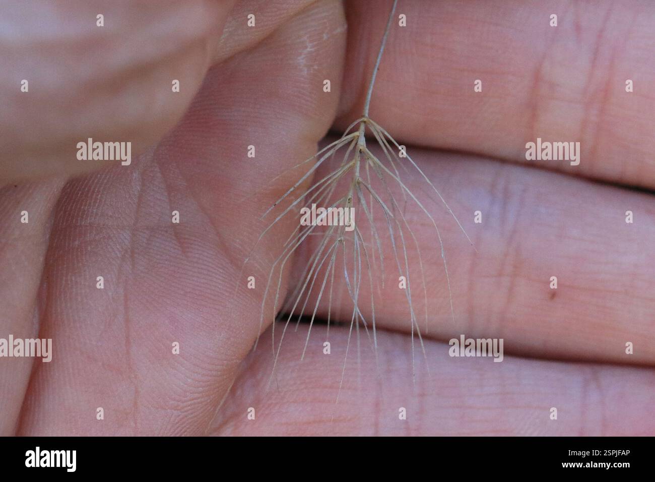medusa head (Taeniatherum caput-medusae), Plantae, Josephine County, OR ...