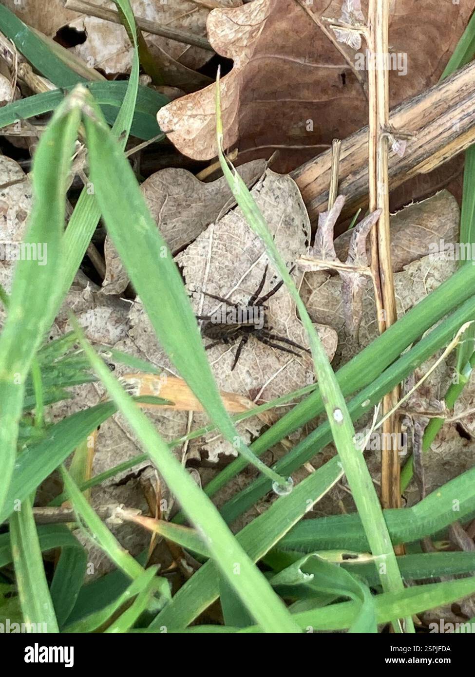 Common Fox Spider (Alopecosa pulverulenta), Arachnida, Christchurch ...