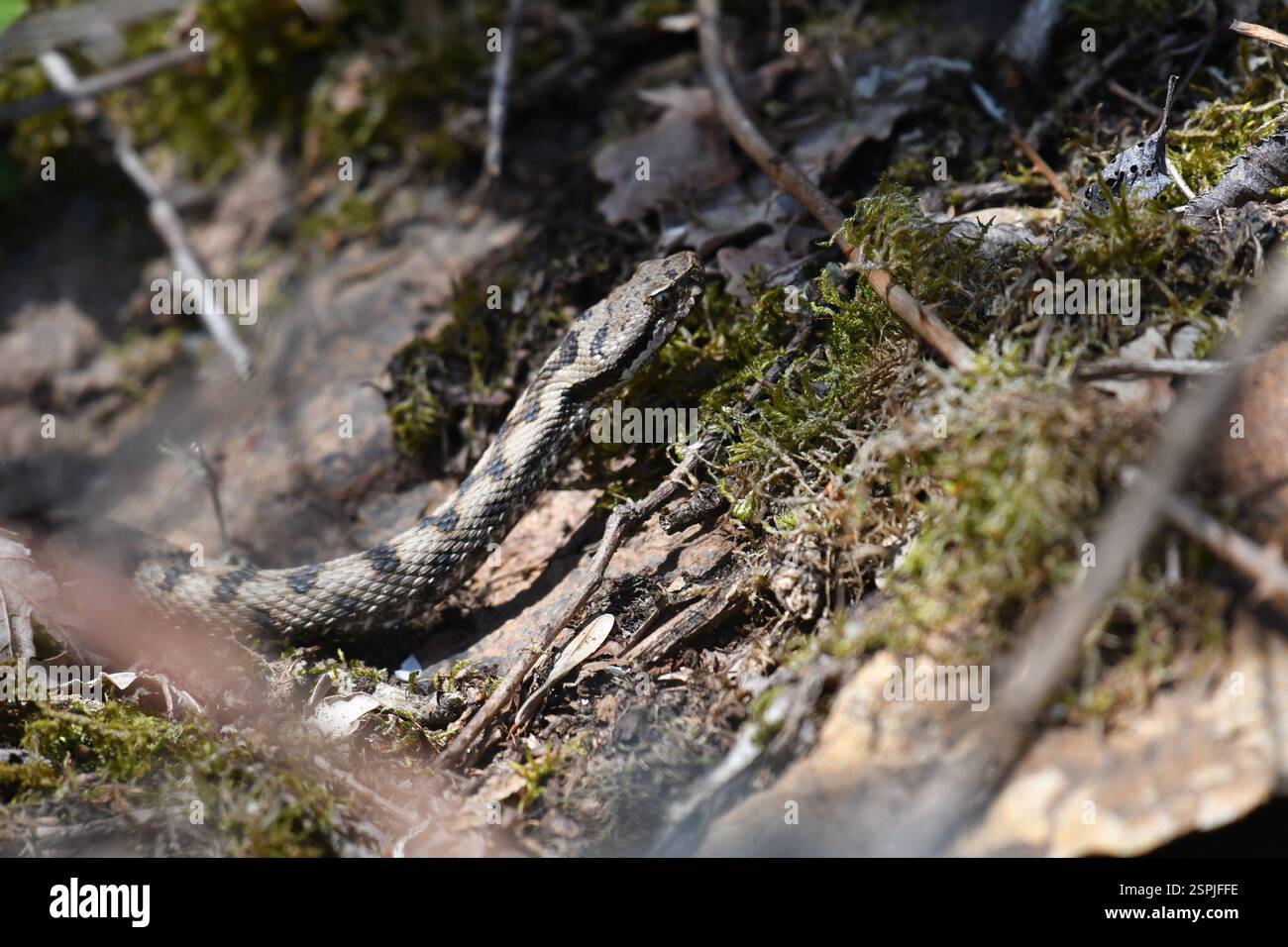 Asp Viper (Vipera aspis), Reptilia, 63460 Saint-Myon, France Stock ...