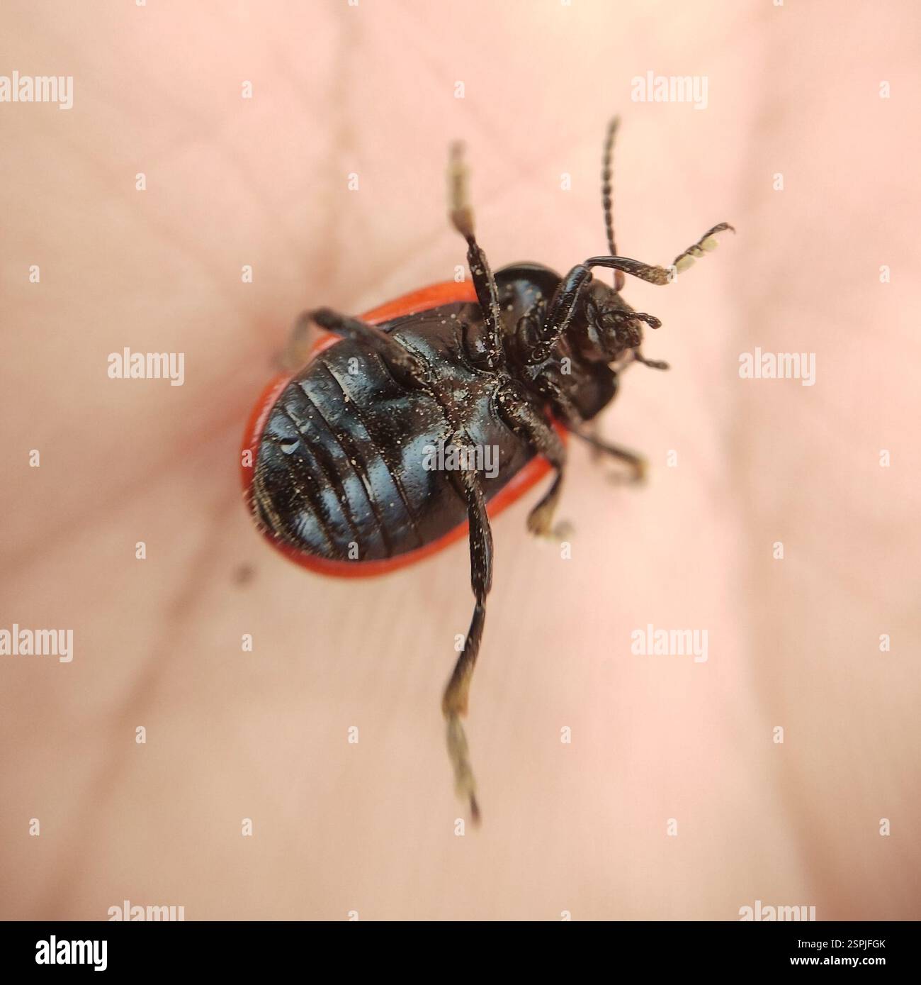 (Stichoptera), Insecta, J97P+9C, 1137 Sofia, Bulgaria Stock Photo - Alamy